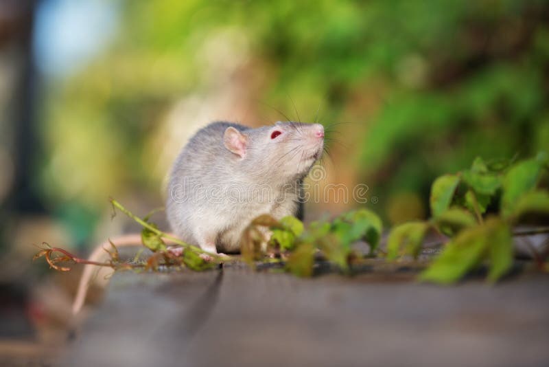 Grey Pet Rat with Red Eyes Outdoors Stock Image - Image of eyes, cute ...