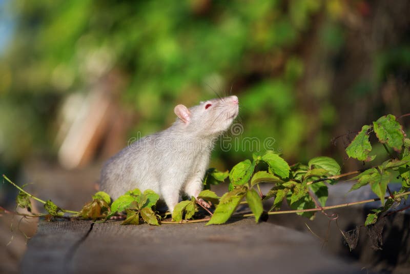 Grey Pet Rat with Red Eyes Outdoors Stock Image - Image of eyes, cute ...