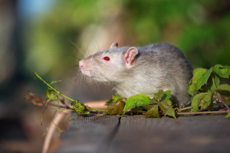 196 Devil Rat Stock Photos - Free & Royalty-Free Stock Photos from ...