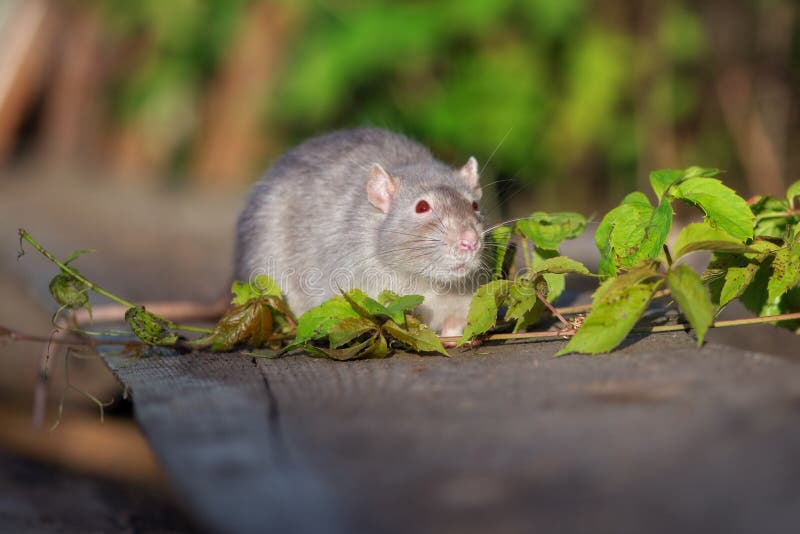 Grey Pet Rat with Red Eyes Outdoors Stock Photo - Image of nose ...