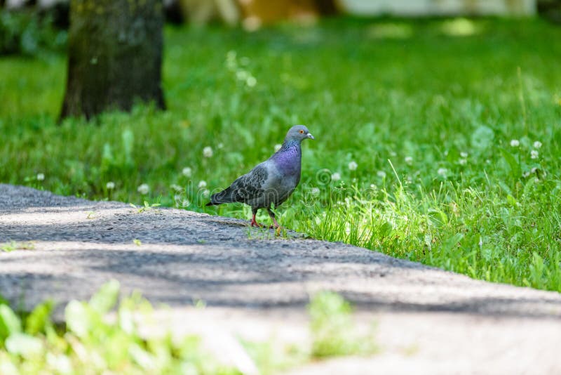 Grey Pidgeon/ Pidgin Sat on a Street Stock Image - Image of concept ...