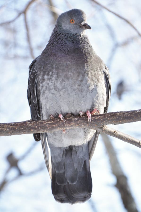 Grey Pidgeon/ Pidgin Sat on a Street - Vintage Look Stock Photo - Image ...