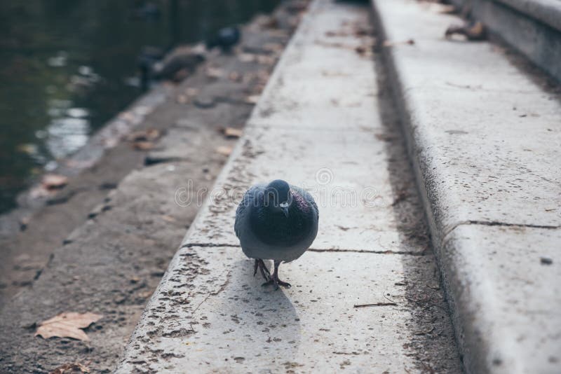 Grey Pidgeon Walking on Some Cement Steps with a Pond in the Background ...