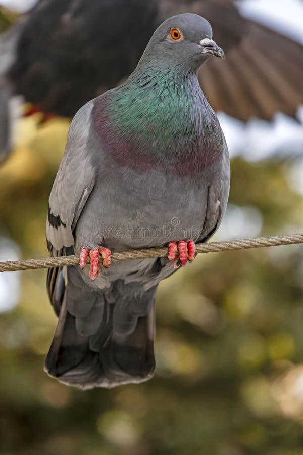 Grey pigeon in nature stock image. Image of flight, aerial - 164202089