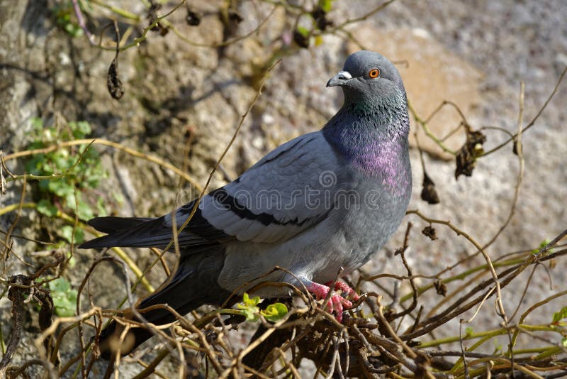 Grey pigeon stock image. Image of eyes, purple, plumage - 137932879