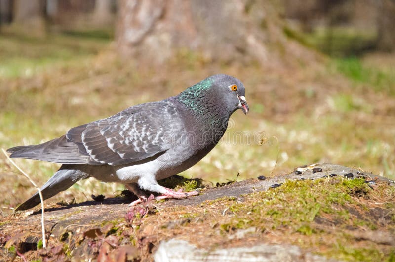 Grey pigeon on the ground stock image. Image of pigeon - 65273073