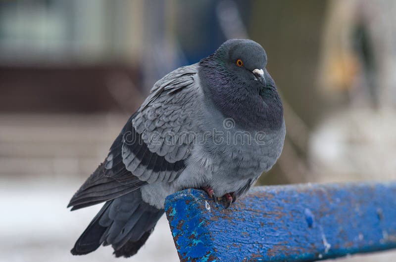Grey Pigeon Sitting on a Park Bench. Stock Image - Image of colorful ...
