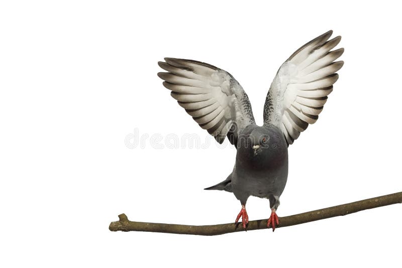 Grey pigeon takes off stock photo. Image of bird, urban - 68390180