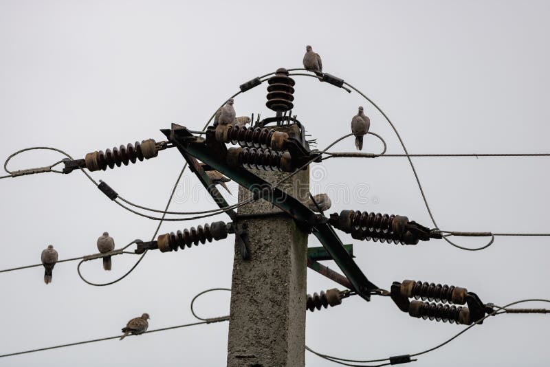 Grey Pigeons on Electric Pylon. Electric Pole and Electric Wires Stock ...
