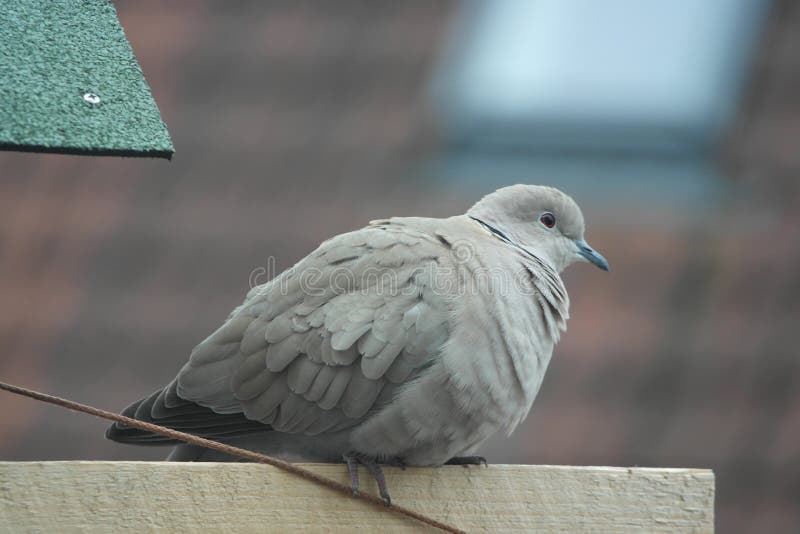 Grey piggeon stock photo. Image of lovely, wilderness - 102621768