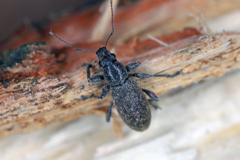 Grey Pine Weevil (Brachyderes Incanus). Stock Image - Image of ...
