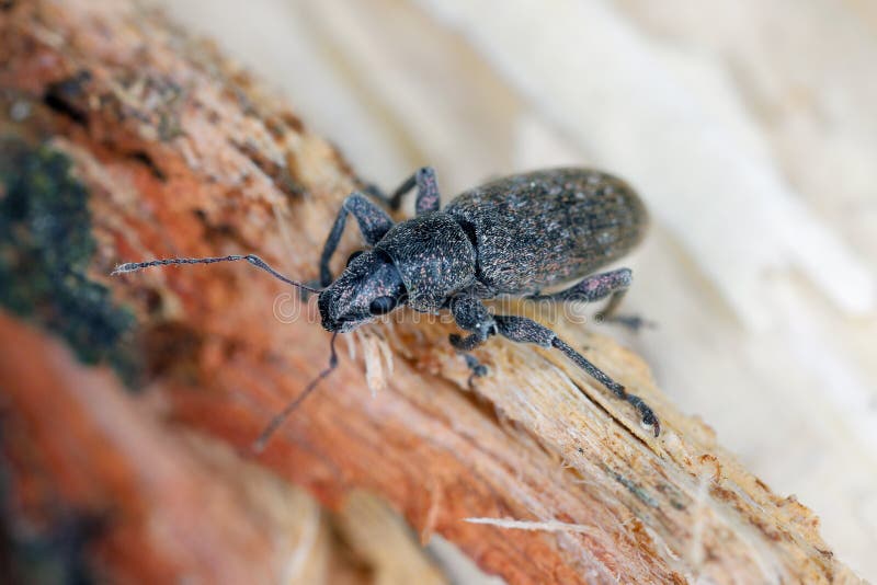 Grey Pine Weevil (Brachyderes Incanus). Stock Image - Image of incanus ...