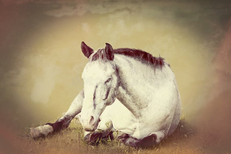 Grey Pinto Mare at Rest stock photo. Image of livestock - 107037832