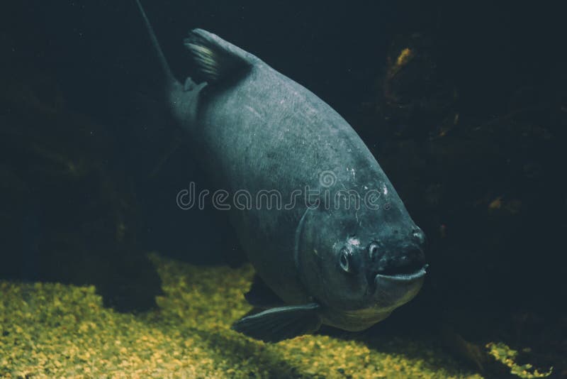 Grey Piranha - Serrasalmidae Fish Swimming Stock Photo - Image of ...