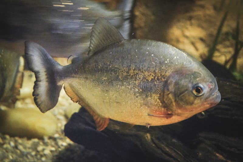 Grey Piranha - Serrasalmidae Fish Swimming Stock Photo - Image of ...