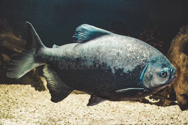 Grey Piranha - Serrasalmidae Fish Swimming Stock Image - Image of ...