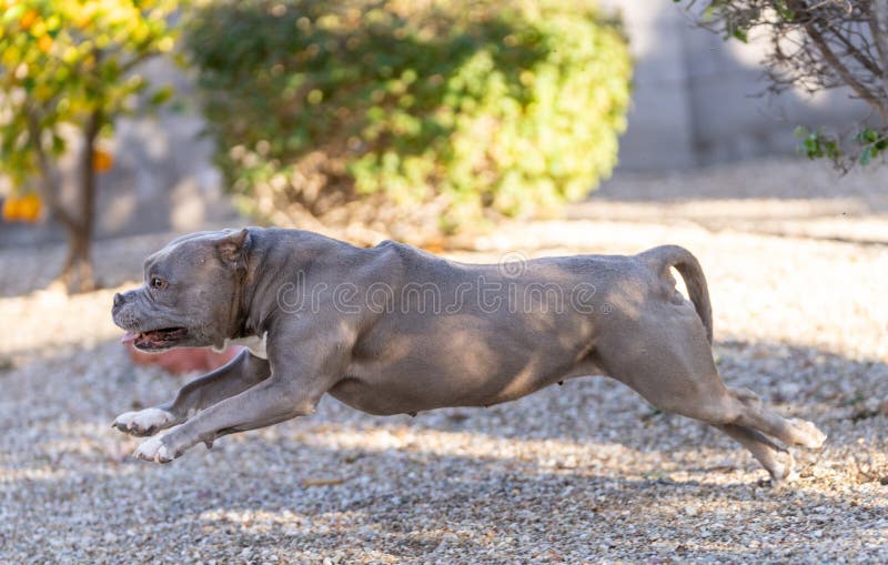 Grey Pit Bull Running through the Yard Stock Photo - Image of mixed ...