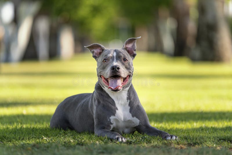 All Grey Pitbull