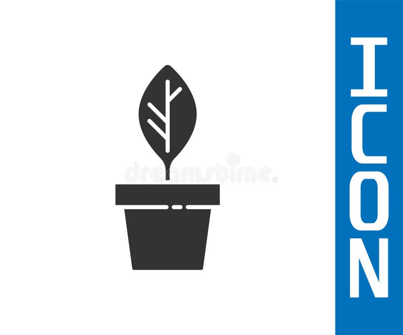 Grey Plant in Pot Icon Isolated on White Background. Plant Growing in a ...
