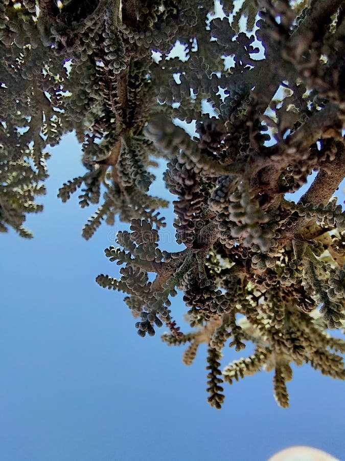 Grey plant stock image. Image of blue, plant, grey, tree - 270927125