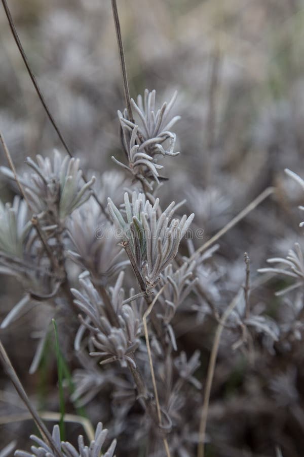 Grey Plant White Leaves Background Stock Image - Image of grey, foliage ...