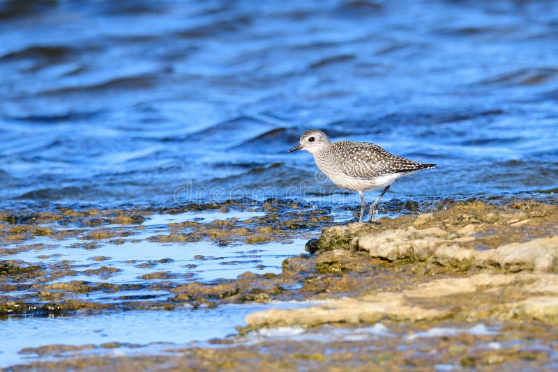 Grey Plover Pluvialis Squatarola Stock Image - Image of migratory, bank ...