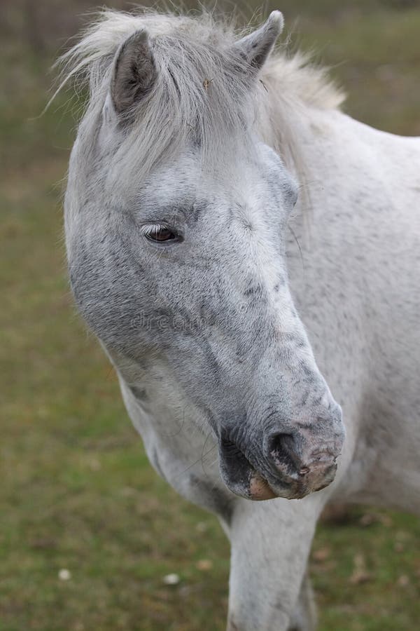 Grey Pony image stock. Image du zone, équestre, mammifère - 64068585