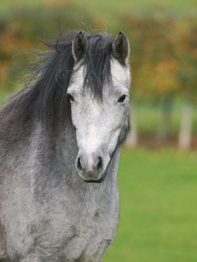 Grey Pony Headshot stock photo. Image of grey, mane - 173932728
