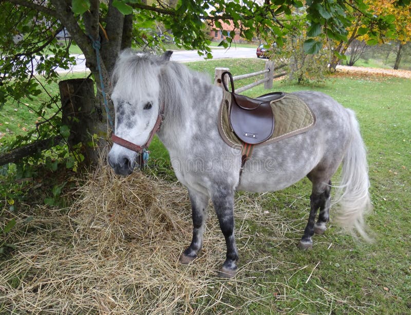 Grey pony stock image. Image of grass, hourse, animal - 36815955