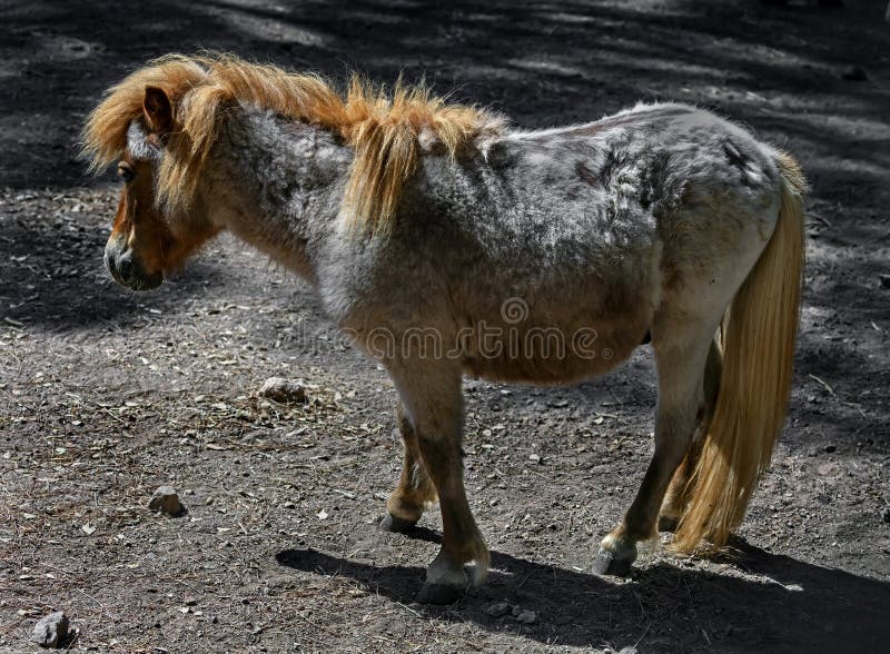 Grey Pony with Red Mane and Tail 1 Stock Image - Image of agriculture ...