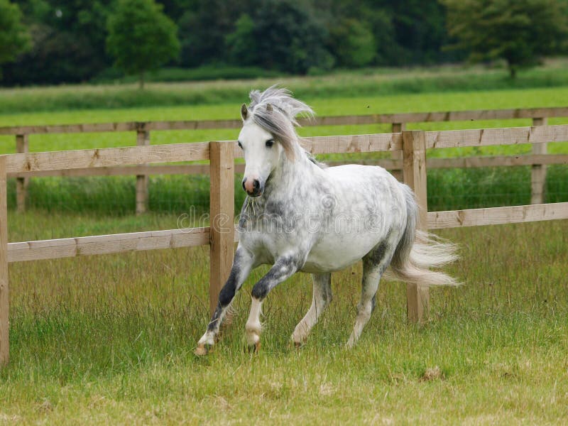 Grey Pony Running stock afbeelding. Image of grijs, enkelvoudig - 104473253