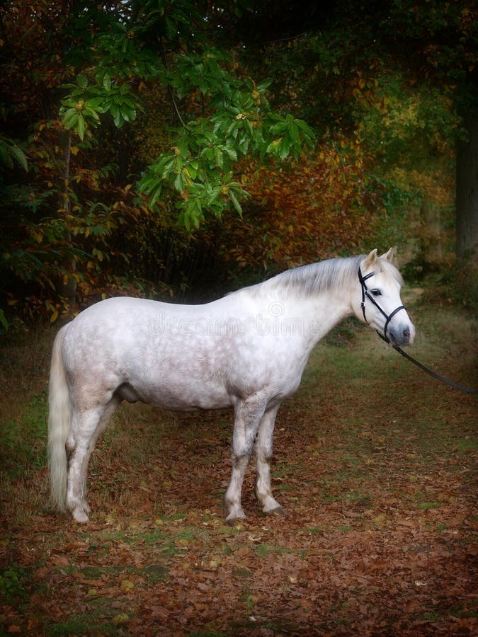 Grey Pony Standing stock image. Image of grey, riding - 27822039
