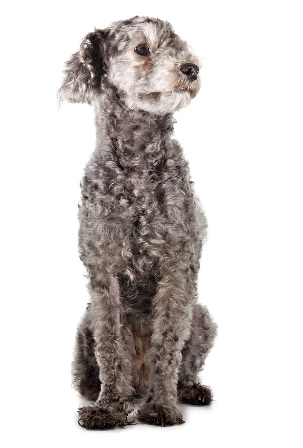 Grey Poodle Sheepadoodle (sheepdog-poodle Mix) Info, Miniature, Puppies ...