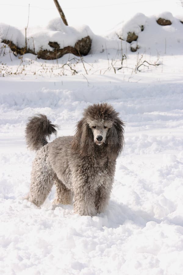 Toy poodle dog stock photo. Image of carnivore, small - 10462486