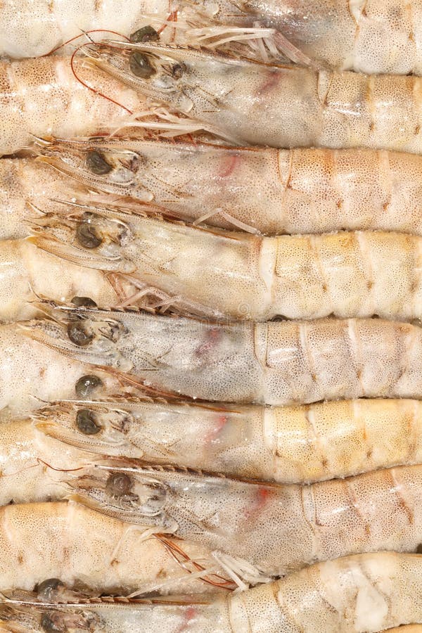 Grey Prawns stock photo. Image of shrimp, ingredient - 28621318