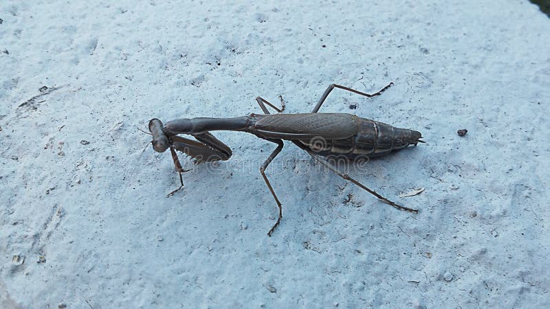 Grey Praying Mantis, Close Up Stock Photo - Image of surface, mandibles ...