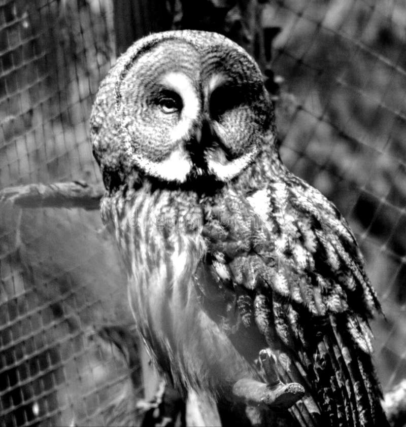 Owl stock image. Image of predator, cage, grey, bird - 130998381