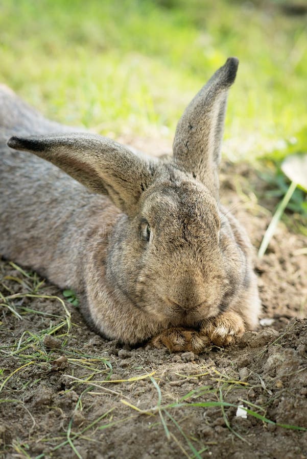 The Pretty Rabbit Sitting Down Next To a Person. Stock Image - Image of ...