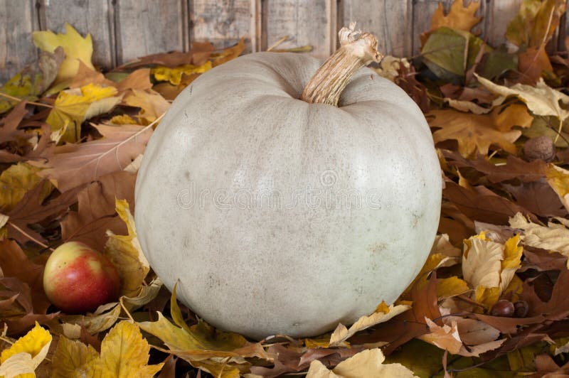 Grey Pupmkin Stock Photos - Free & Royalty-Free Stock Photos from ...