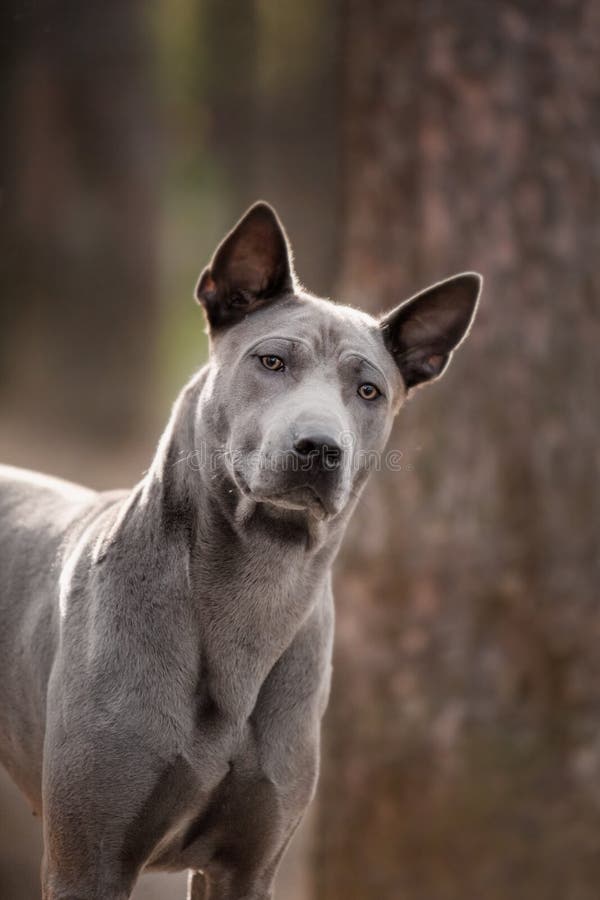 Foge Floor Stock Photos - Free & Royalty-Free Stock Photos from Dreamstime