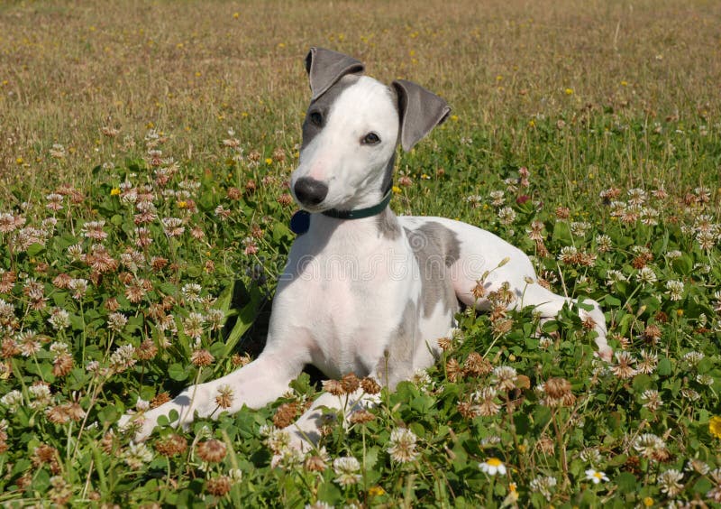 Grey Puppy whippet stock photo. Image of field, whippet - 2706104