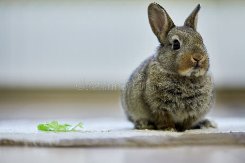 Grey Pygmy Rabbit Sitting on Rug Stock Photo - Image of herbivore ...