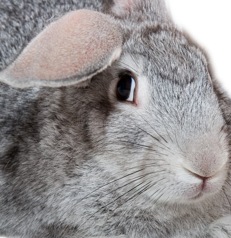 Grey rabbit stock photo. Image of dwarf, animal, fearful - 1214736