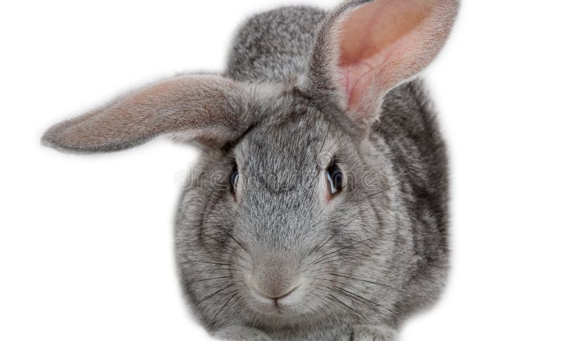 Grey rabbit stock photo. Image of dwarf, animal, fearful - 1214736