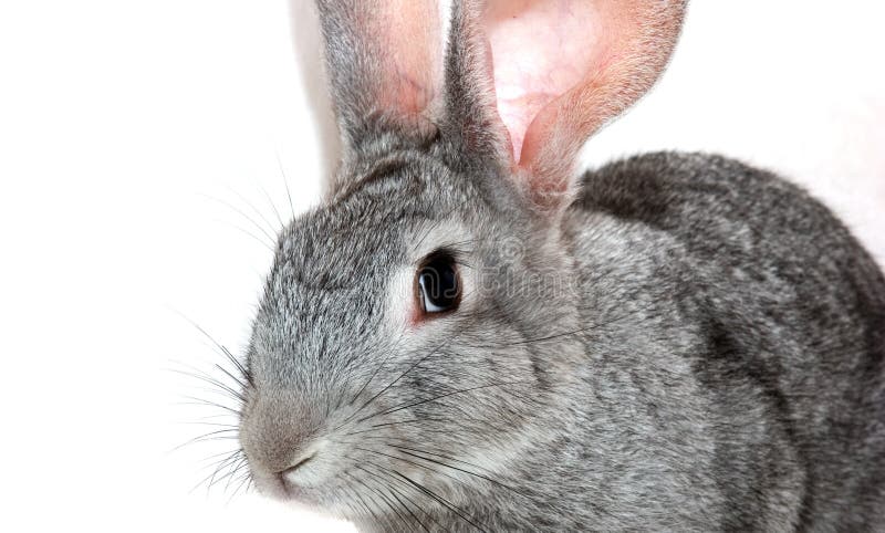 Grey rabbit stock image. Image of easter, buck, adorable - 1214773