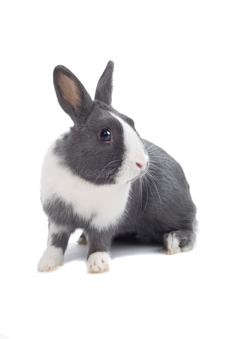 20,445 Grey Rabbit Stock Photos - Free & Royalty-Free Stock Photos from ...