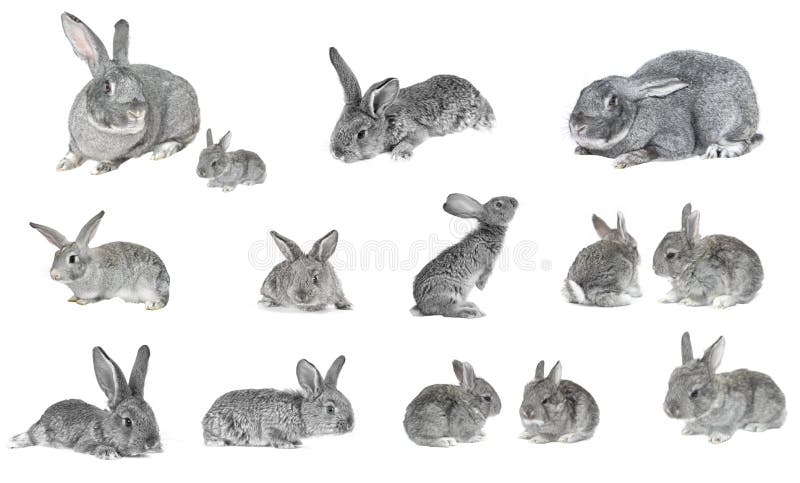 Grey rabbit stock image. Image of wildlife, fluffy, tiny - 13939059