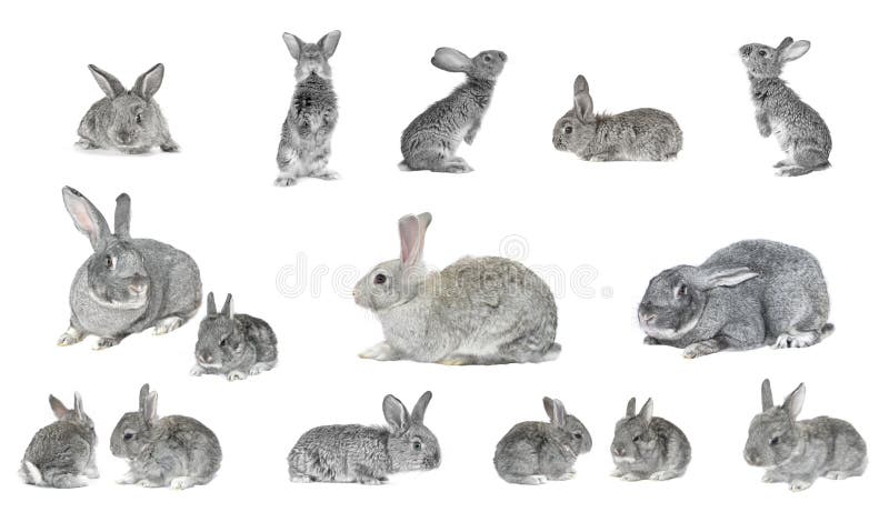 Grey big rabbit stock image. Image of grey, soft, wildlife - 13829481