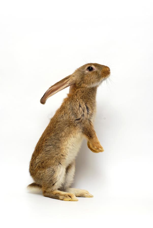 Grey rabbit stock image. Image of healthy, diet, breeding - 14966743