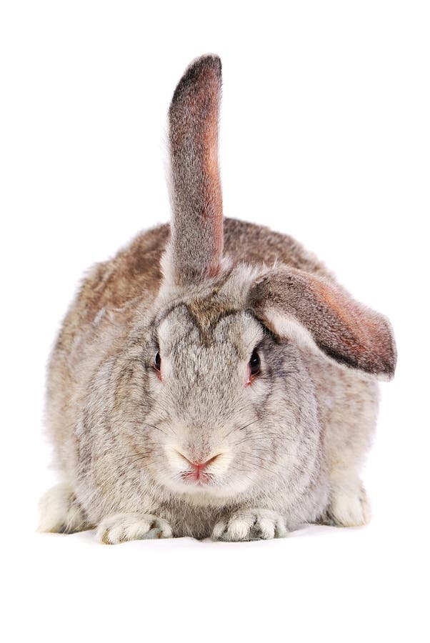 Grey rabbit stock photo. Image of bunny, looking, farm - 15106258